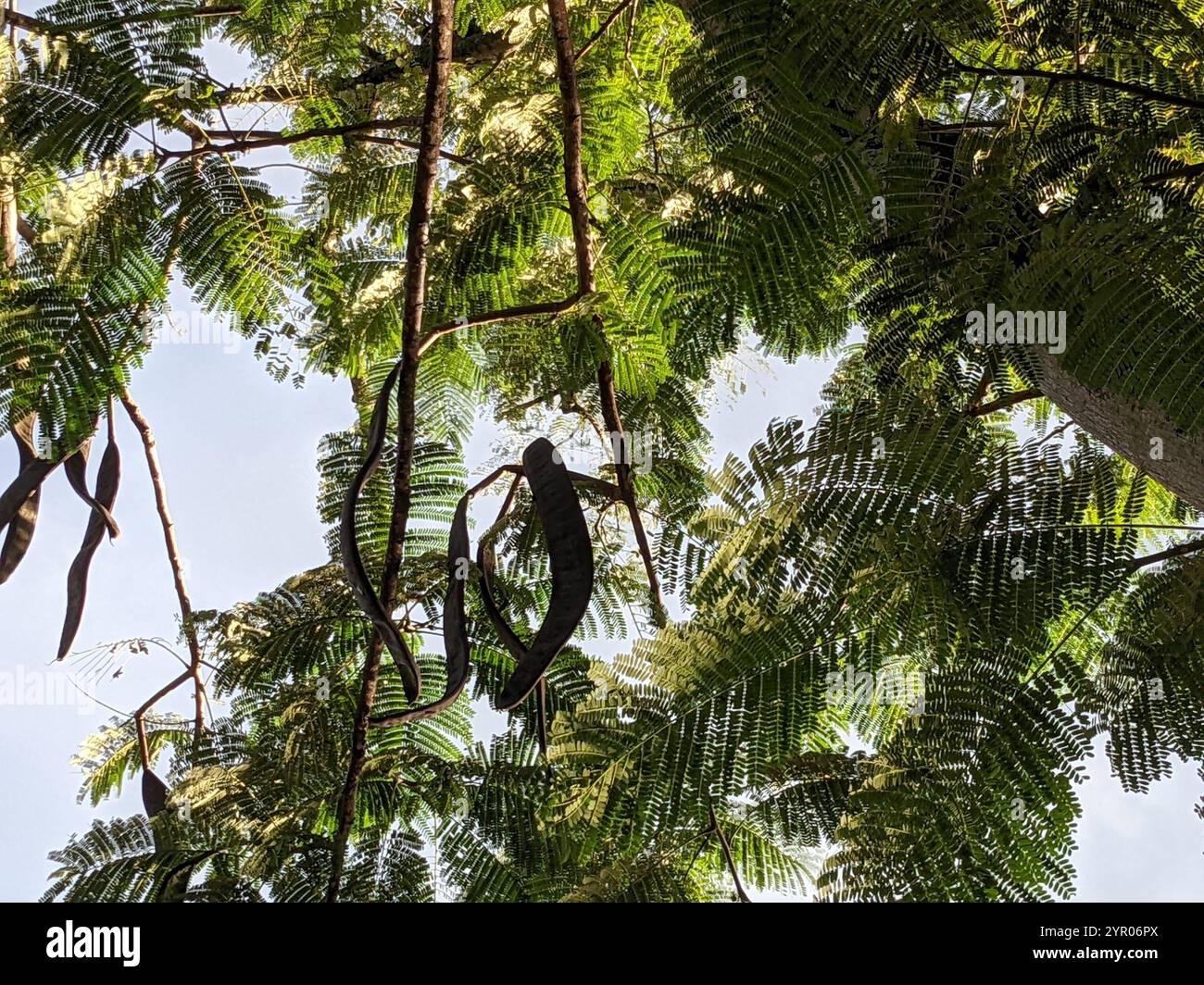 Acacias, Mimosas, mesquites, and allies (Mimosoideae Stock Photo - Alamy