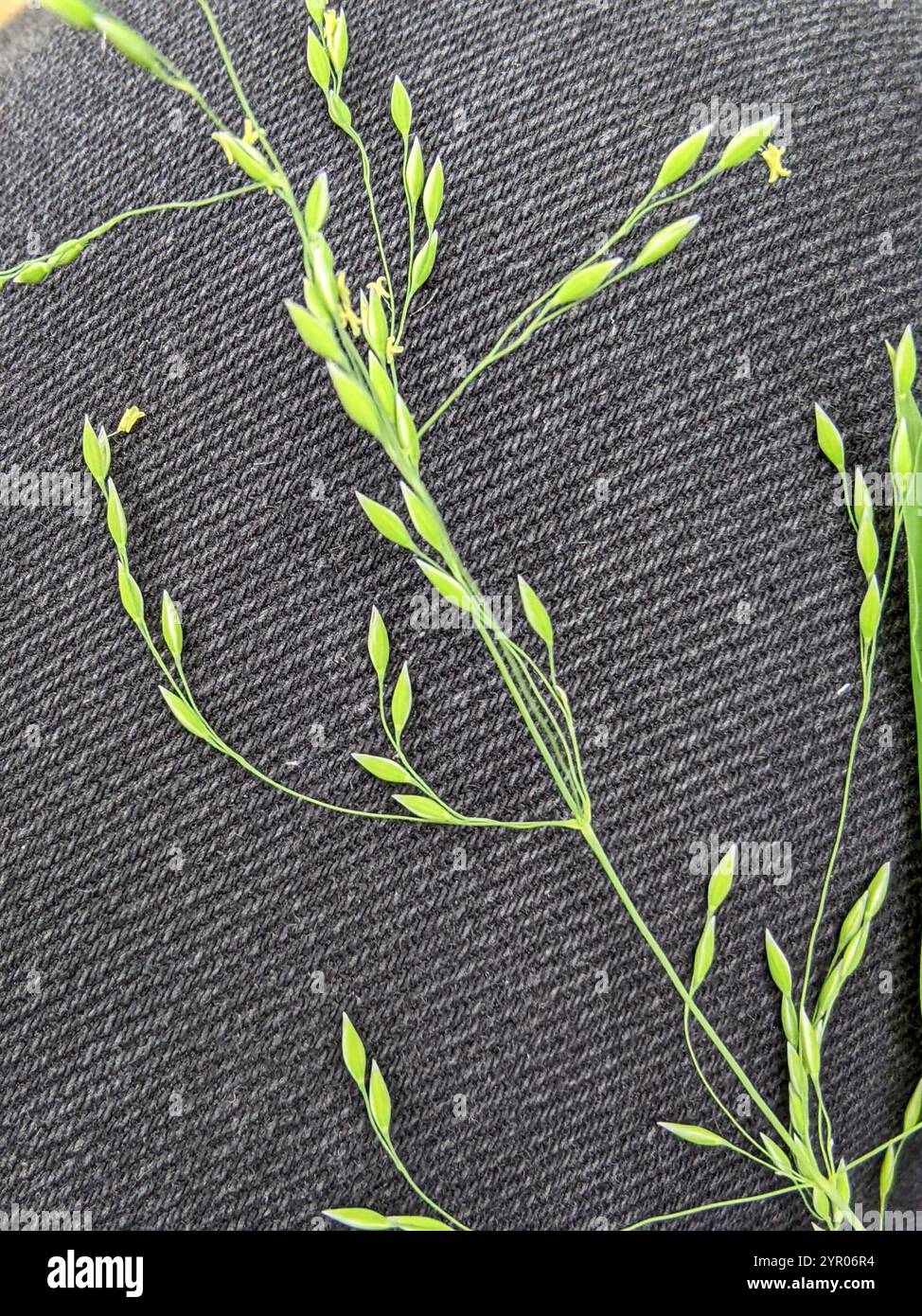 Wood Millet (Milium effusum Stock Photo - Alamy