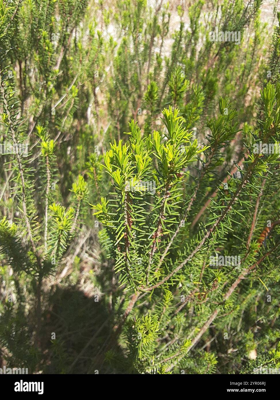 Florida rosemary (Ceratiola ericoides Stock Photo - Alamy