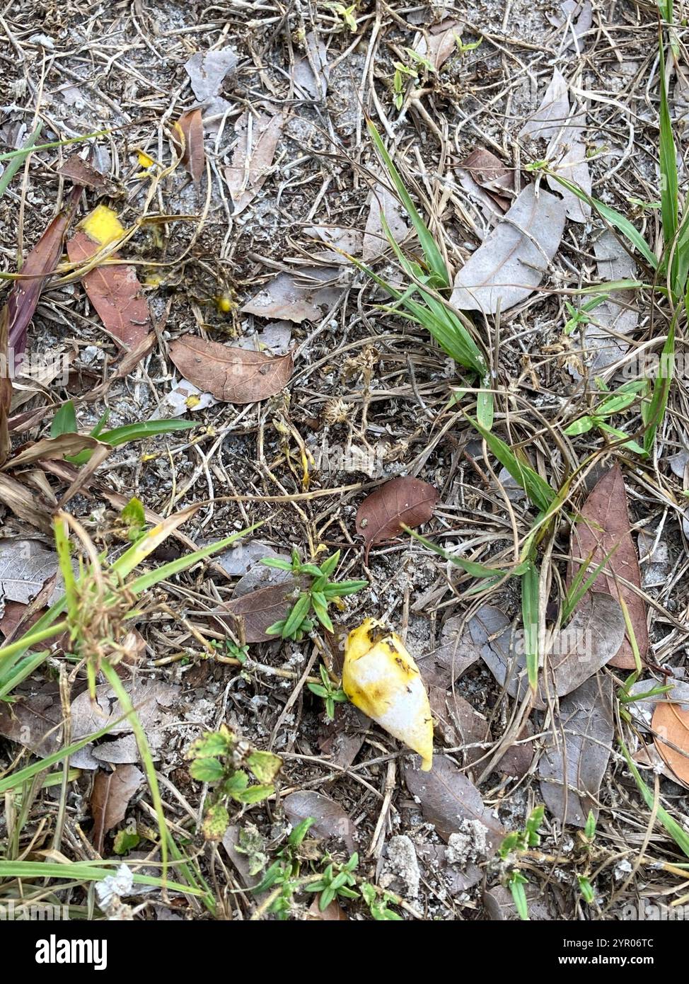 Gopher Tortoise (Gopherus polyphemus Stock Photo - Alamy