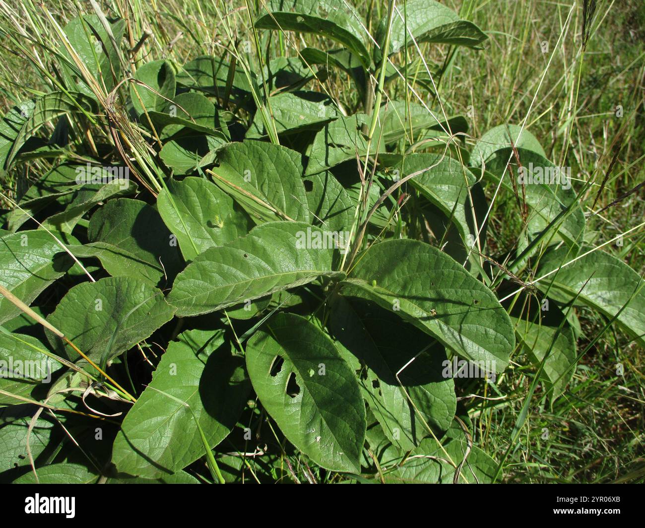Mispel Leaf Gall Mite (Acalitus mallyi Stock Photo - Alamy