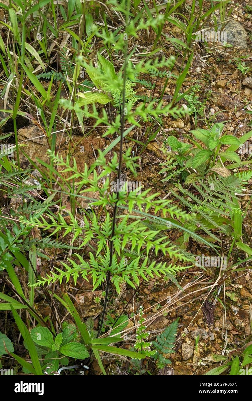 Silverback and Goldback Ferns (Pityrogramma Stock Photo - Alamy