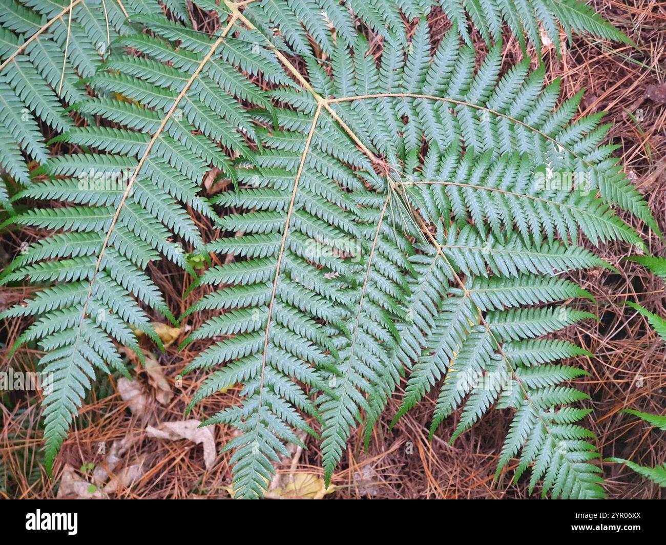 silver fern (Cyathea dealbata Stock Photo - Alamy