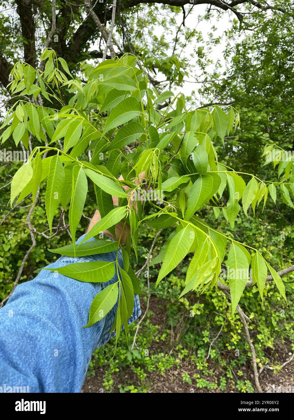 pecan (Carya illinoinensis Stock Photo - Alamy