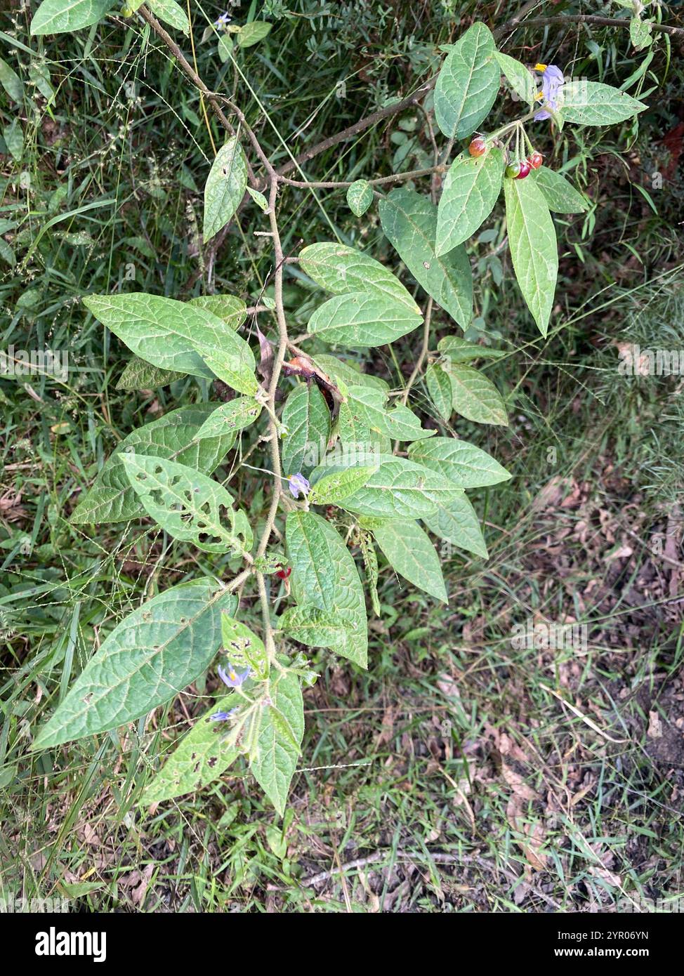 devil's needles (Solanum stelligerum Stock Photo - Alamy