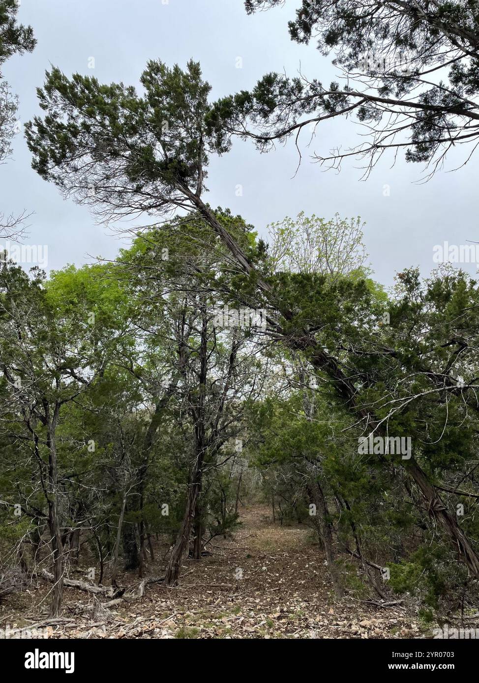 Ashe juniper (Juniperus ashei Stock Photo - Alamy