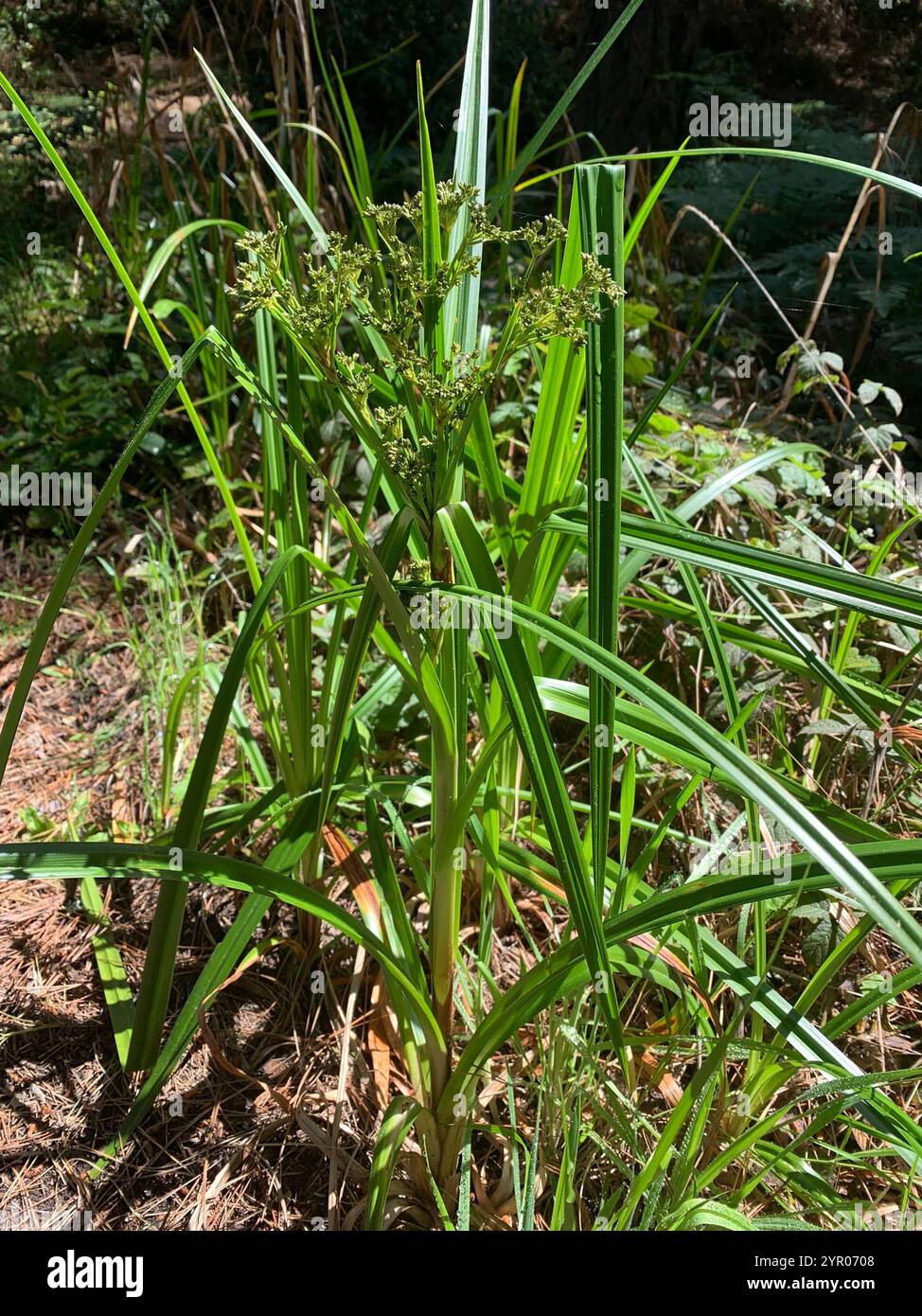 Panicled Bulrush (Scirpus microcarpus Stock Photo - Alamy