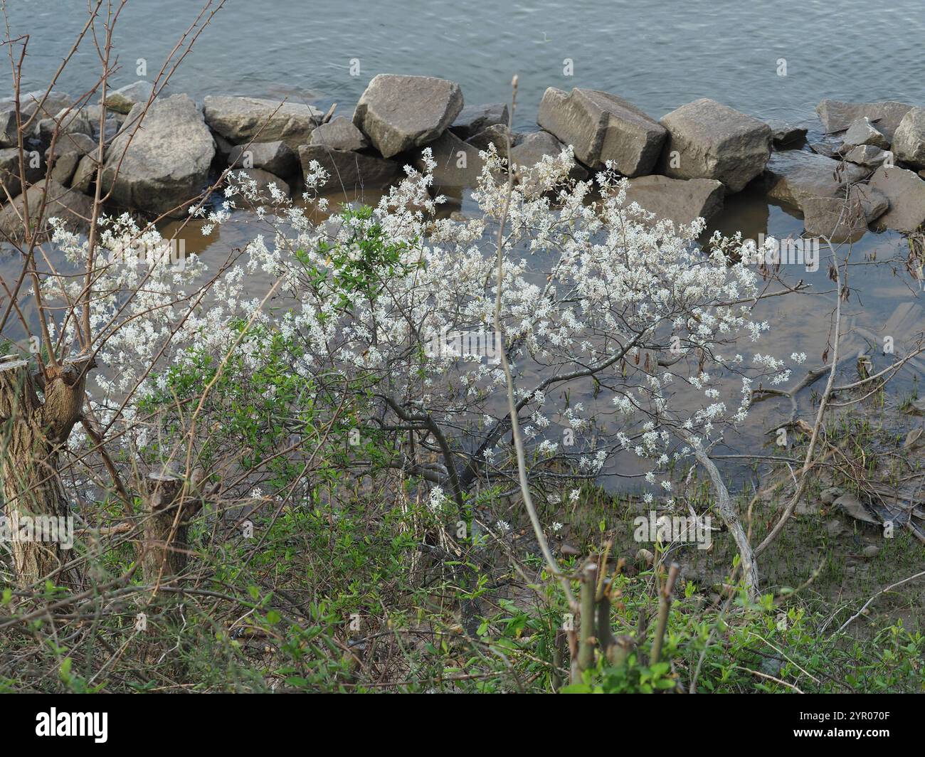 common serviceberry (Amelanchier arborea Stock Photo - Alamy
