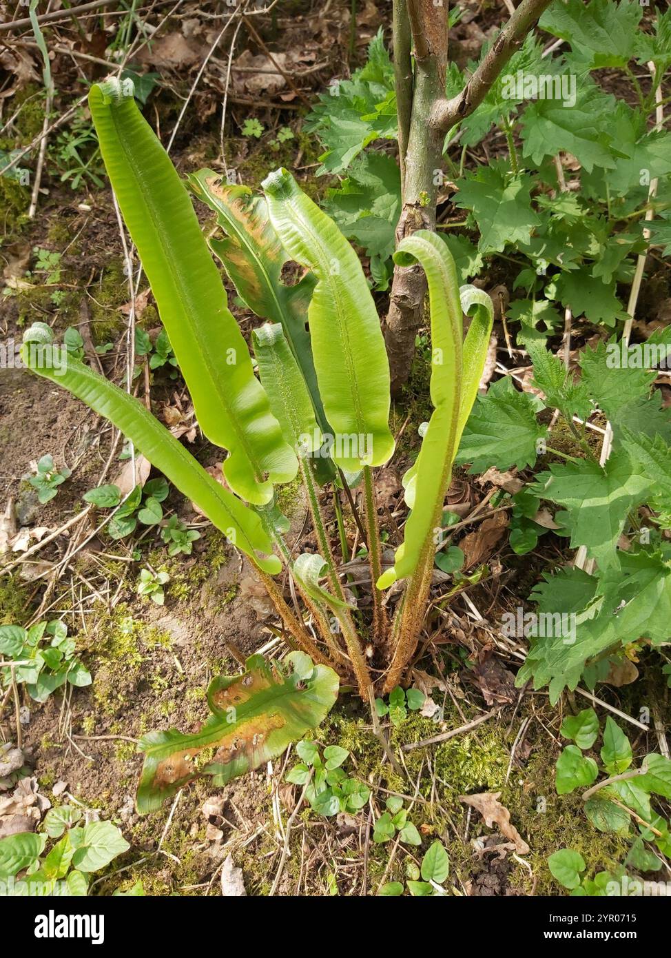 Hart's-tongue fern (Asplenium scolopendrium Stock Photo - Alamy