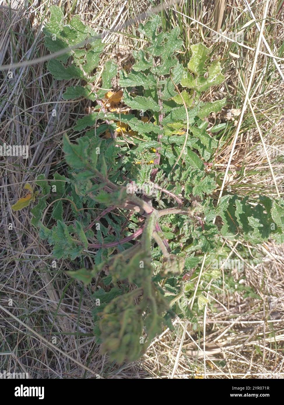 Mediterranean Radish (Raphanus raphanistrum landra Stock Photo - Alamy