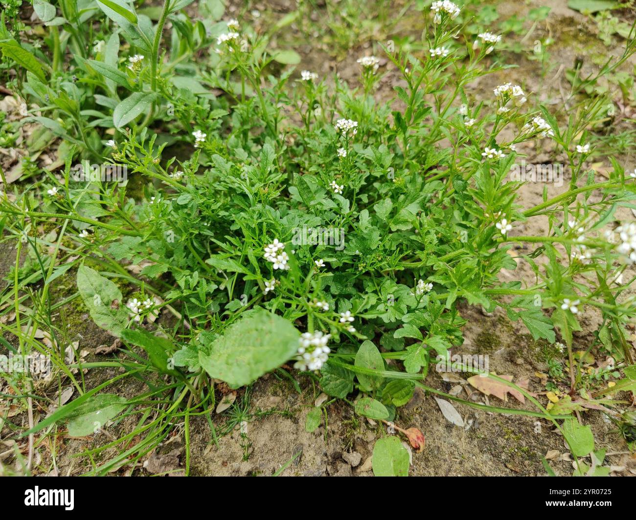 hairy bittercress (Cardamine hirsuta Stock Photo - Alamy