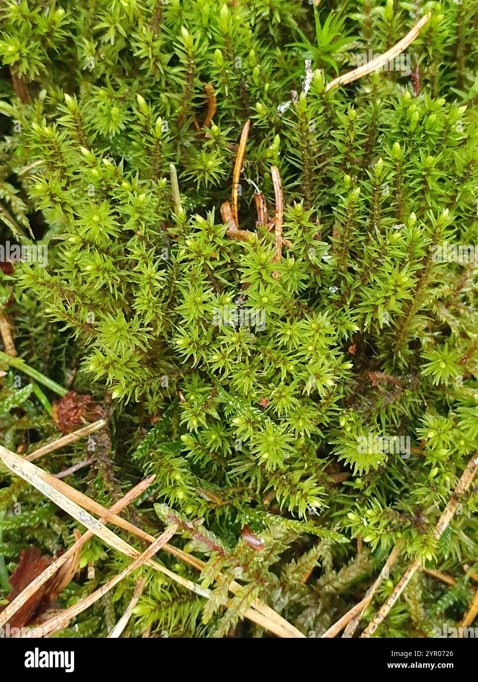 ribbed bog moss (Aulacomnium palustre Stock Photo - Alamy