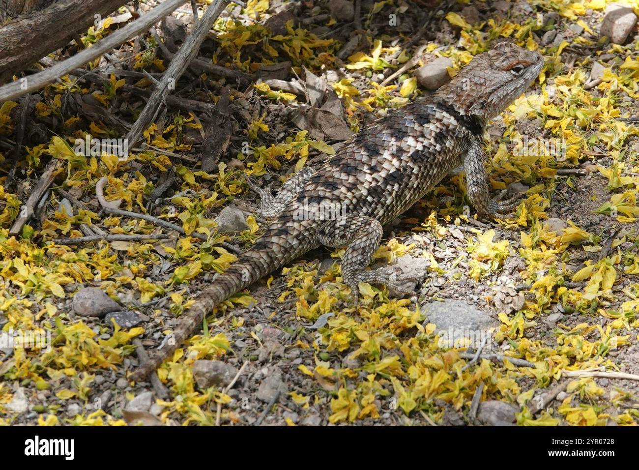 Desert Spiny Lizard (Sceloporus magister Stock Photo - Alamy