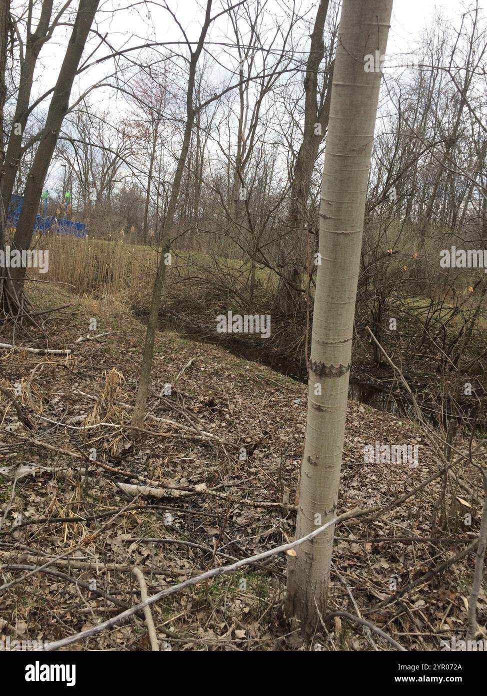 trembling aspen (Populus tremuloides Stock Photo - Alamy