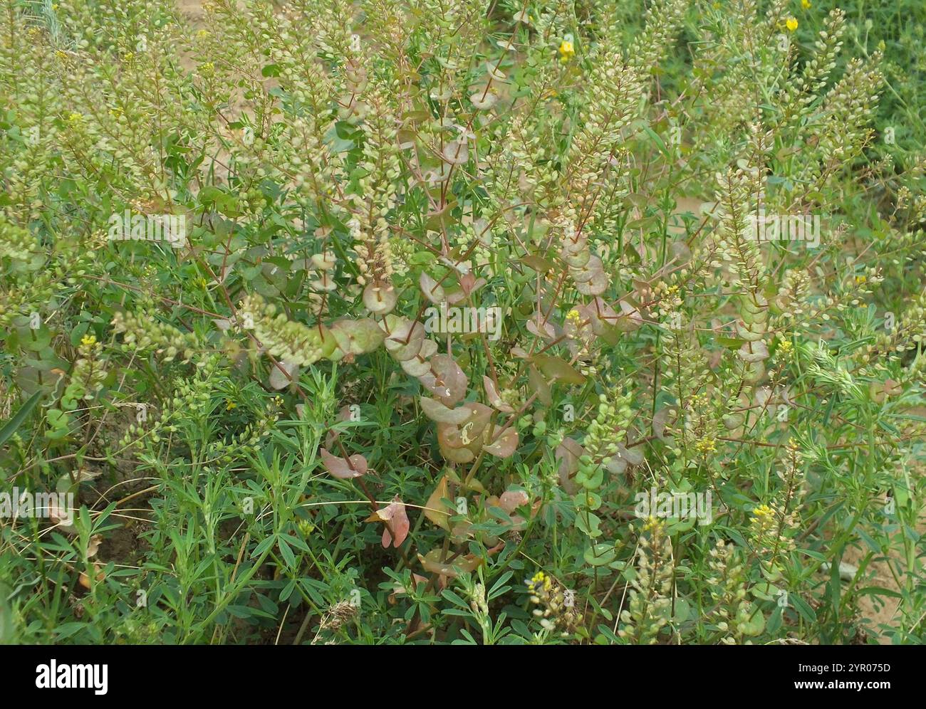 clasping pepperweed (Lepidium perfoliatum Stock Photo - Alamy