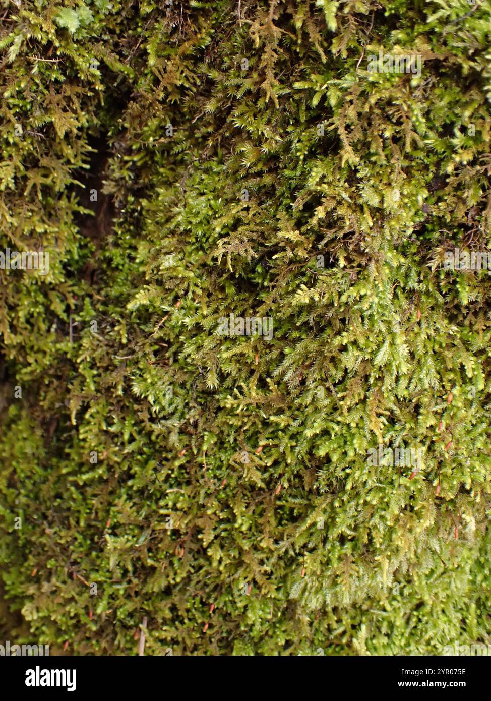 crispleaf roughmoss (Claopodium crispifolium Stock Photo - Alamy