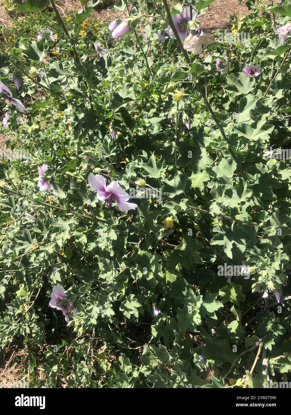 Sea Mallow (Malva subovata Stock Photo - Alamy