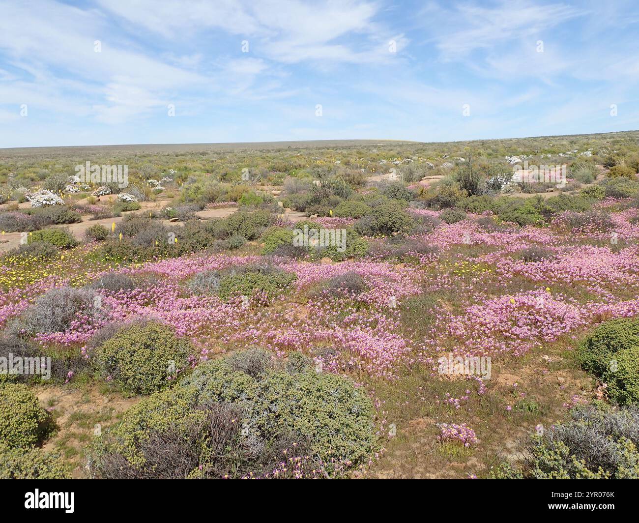 Senecio arenarius hi-res stock photography and images - Alamy