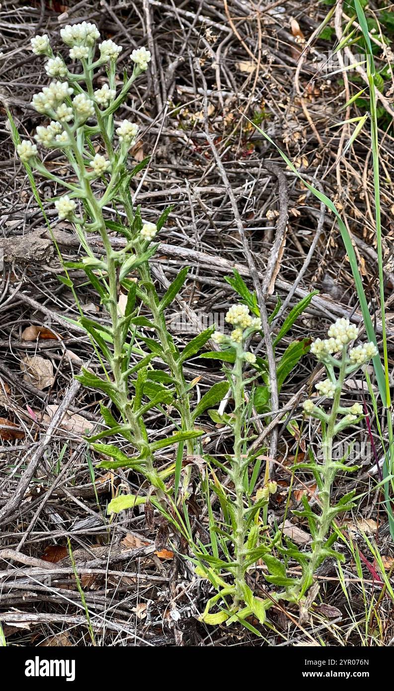 California cudweed (Pseudognaphalium californicum Stock Photo - Alamy