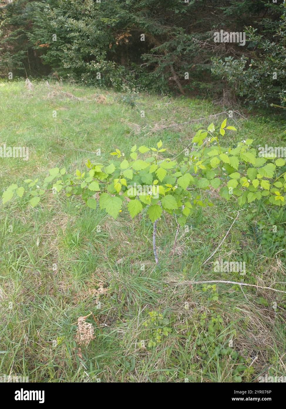 whitebark raspberry (Rubus leucodermis Stock Photo - Alamy