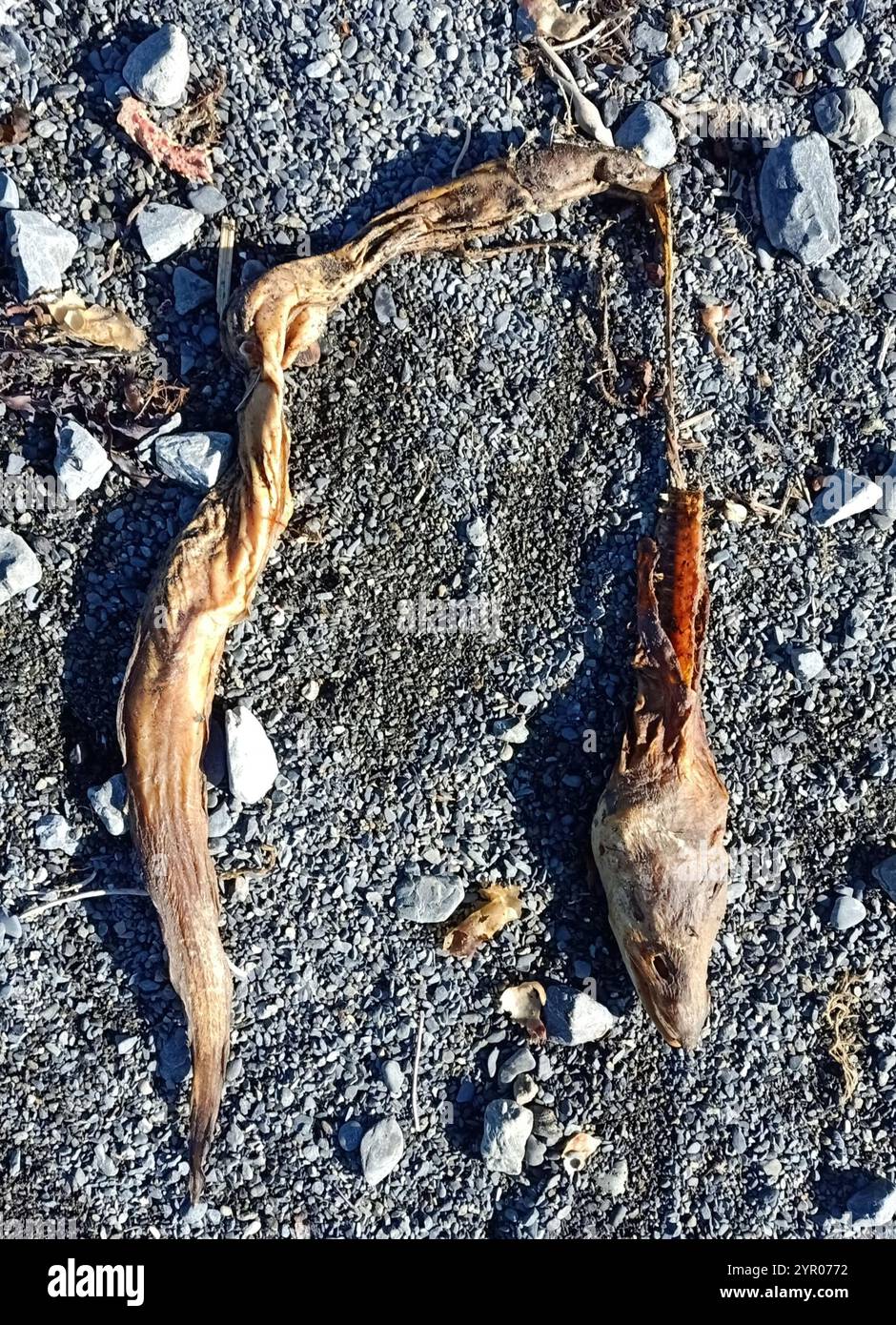 Southern conger hi-res stock photography and images - Alamy