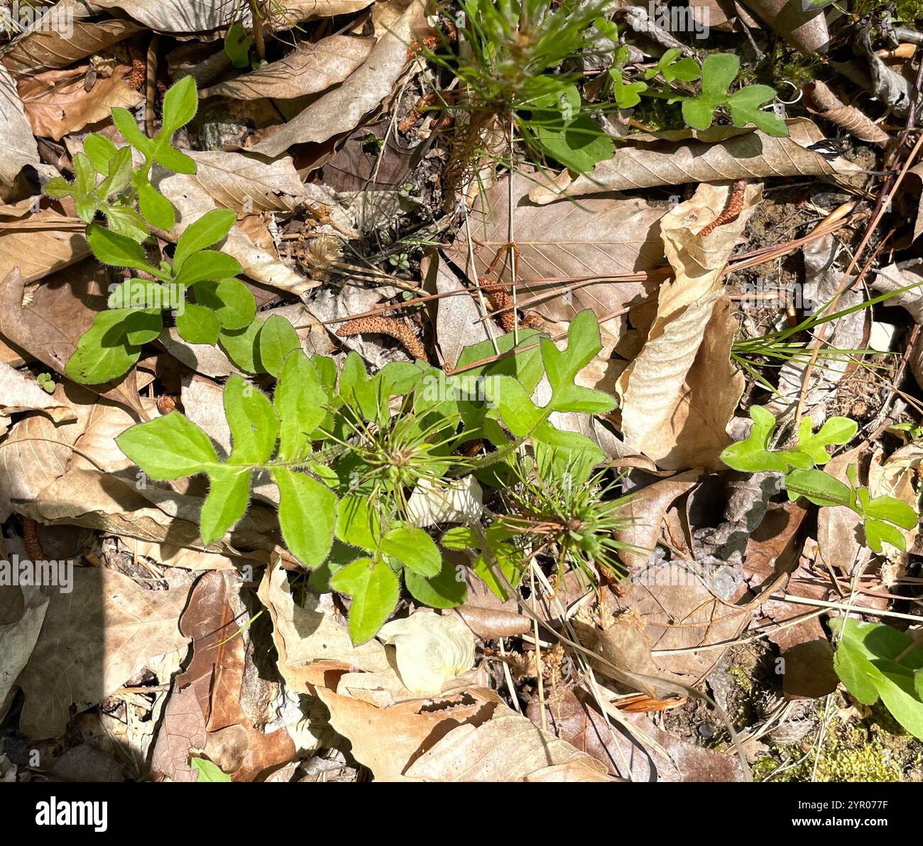 lion's foot rattlesnake root (Nabalus serpentarius Stock Photo - Alamy