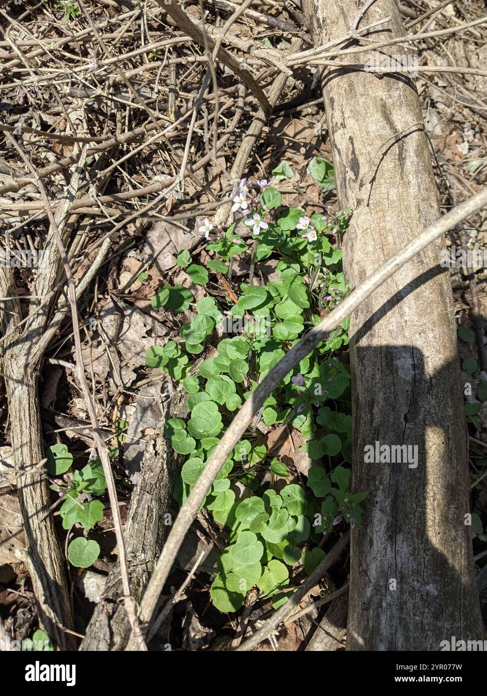 Purple Cress (Cardamine douglassii Stock Photo - Alamy