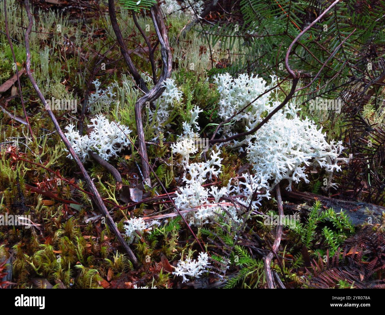 Coral lichen (Pulchrocladia retipora Stock Photo - Alamy