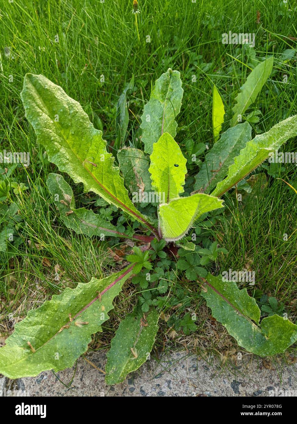 bristly oxtongue (Helminthotheca echioides Stock Photo - Alamy