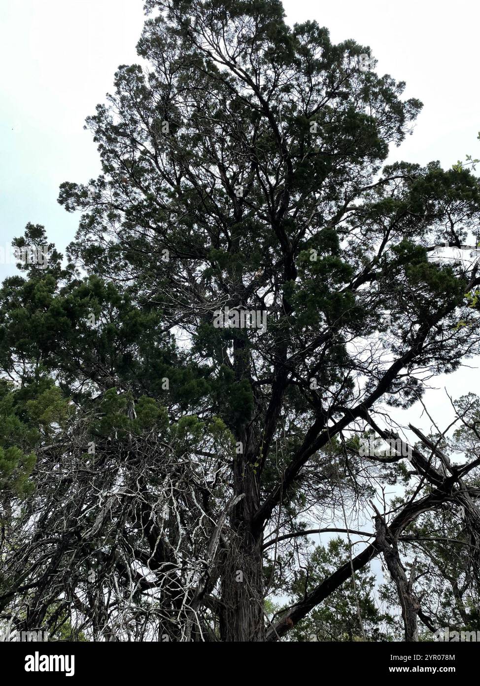 Ashe juniper (Juniperus ashei Stock Photo - Alamy