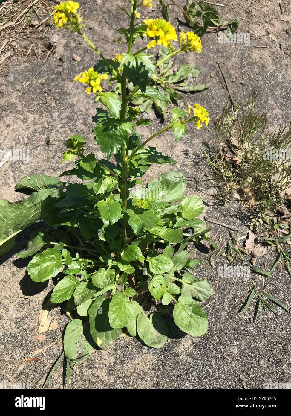 land cress (Barbarea verna Stock Photo - Alamy