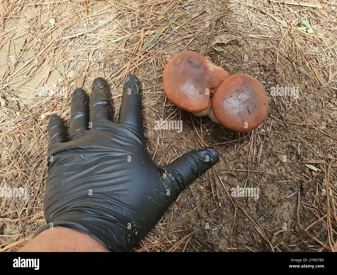 Purple-veiled Slippery Jack (Suillus luteus Stock Photo - Alamy