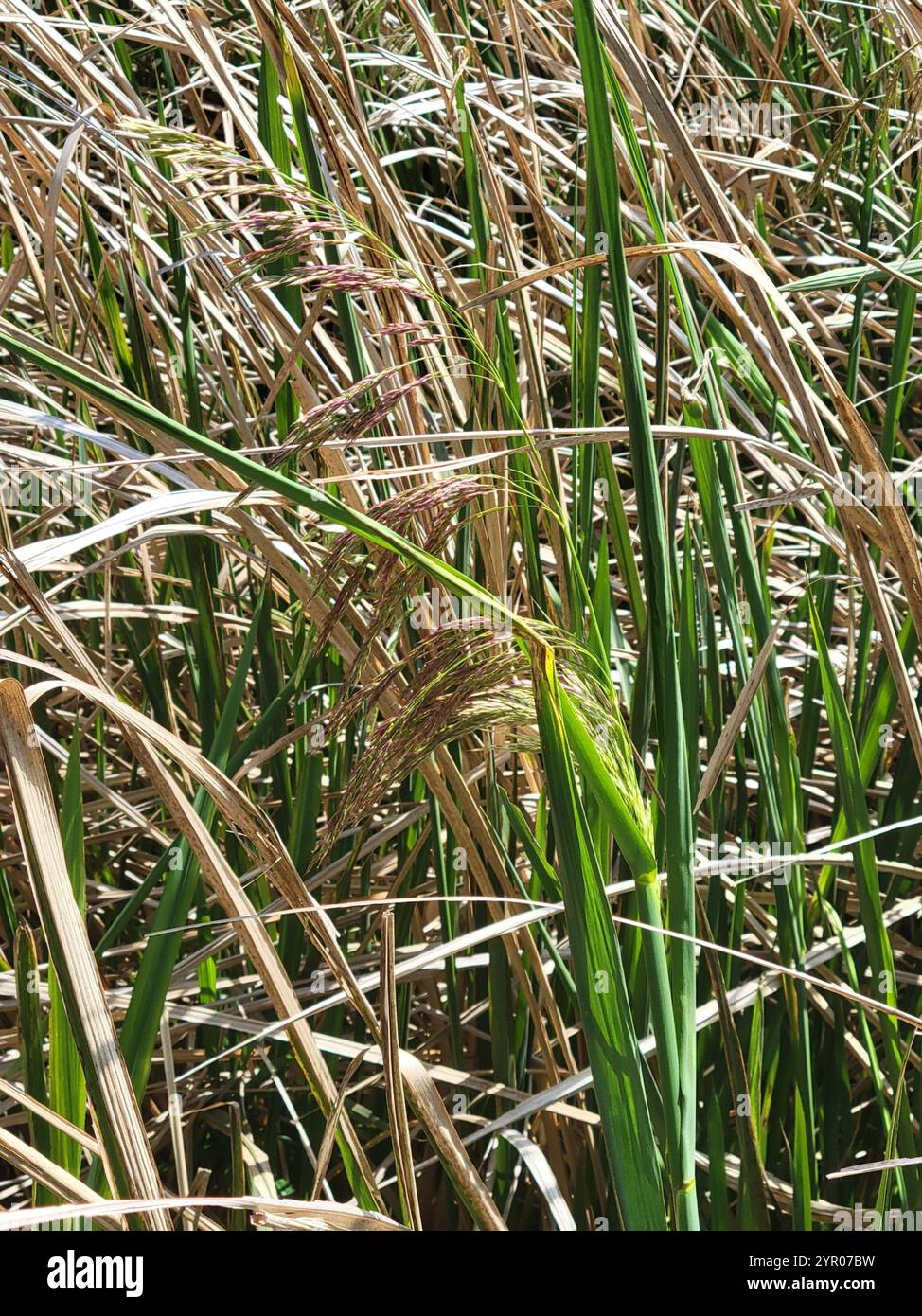 Giant Cutgrass (Zizaniopsis miliacea Stock Photo - Alamy