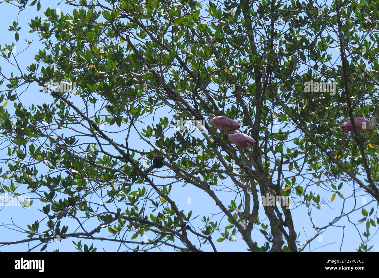 Roseate Spoonbill (Platalea ajaja Stock Photo - Alamy