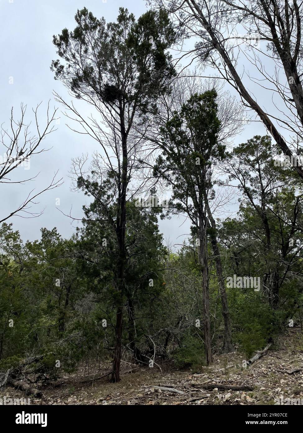 Ashe juniper (Juniperus ashei Stock Photo - Alamy