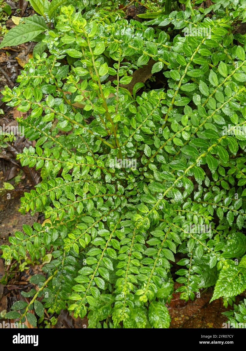 vascular plants (Tracheophyta Stock Photo - Alamy
