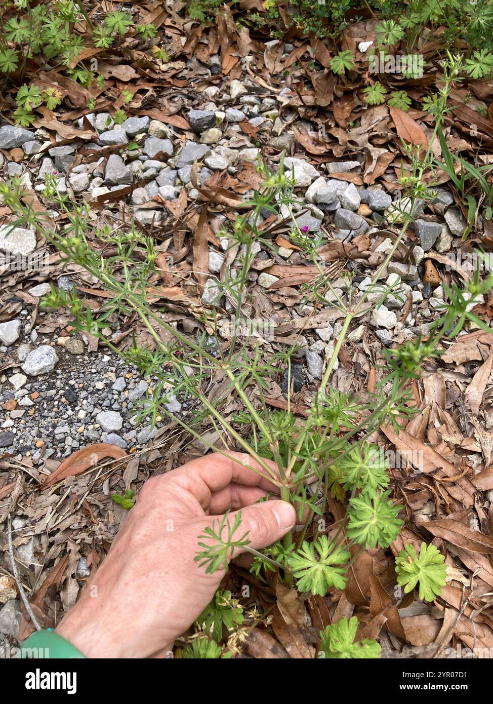 Cut-leaved crane's-bill (Geranium dissectum Stock Photo - Alamy
