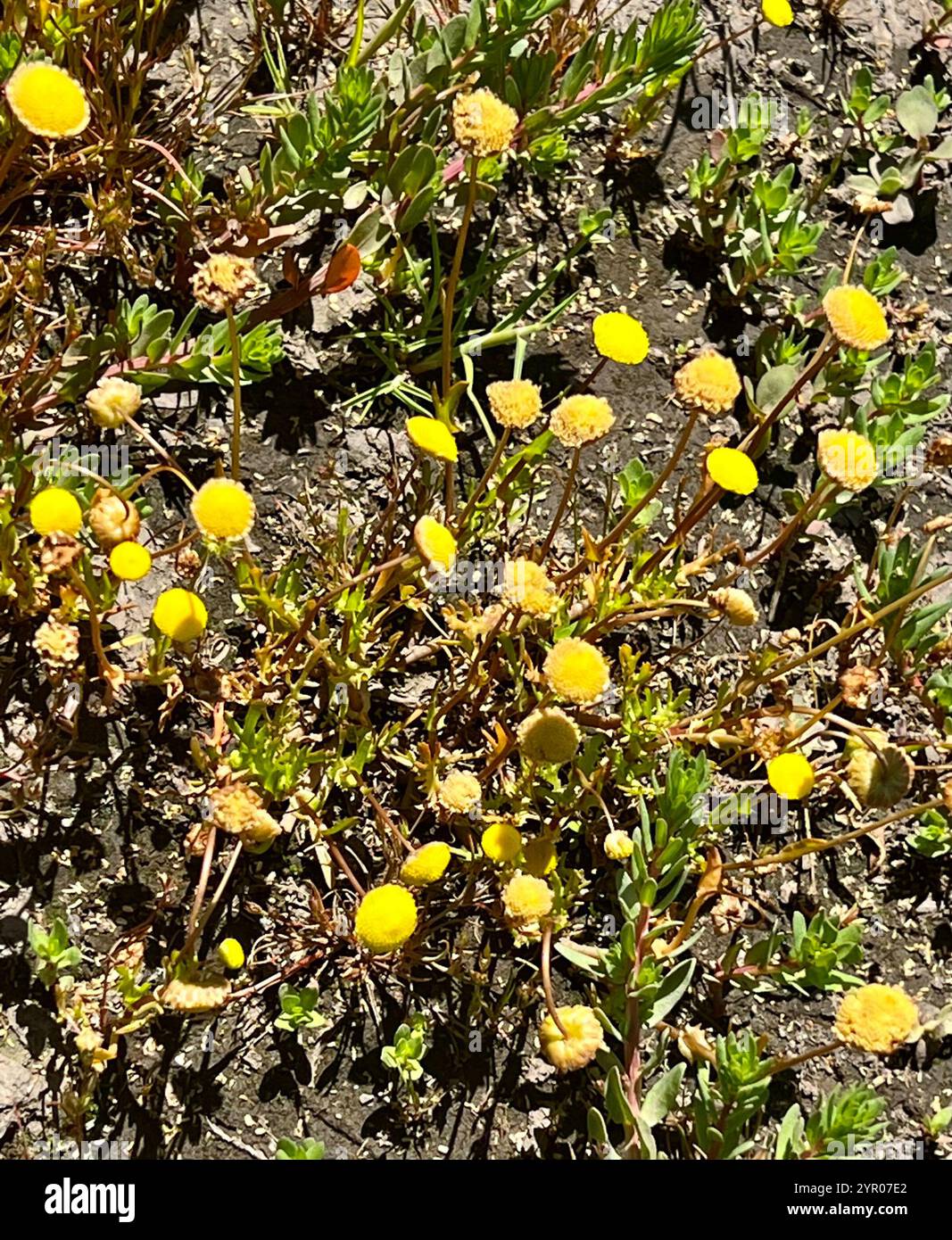 Brass Buttons (Cotula coronopifolia Stock Photo - Alamy