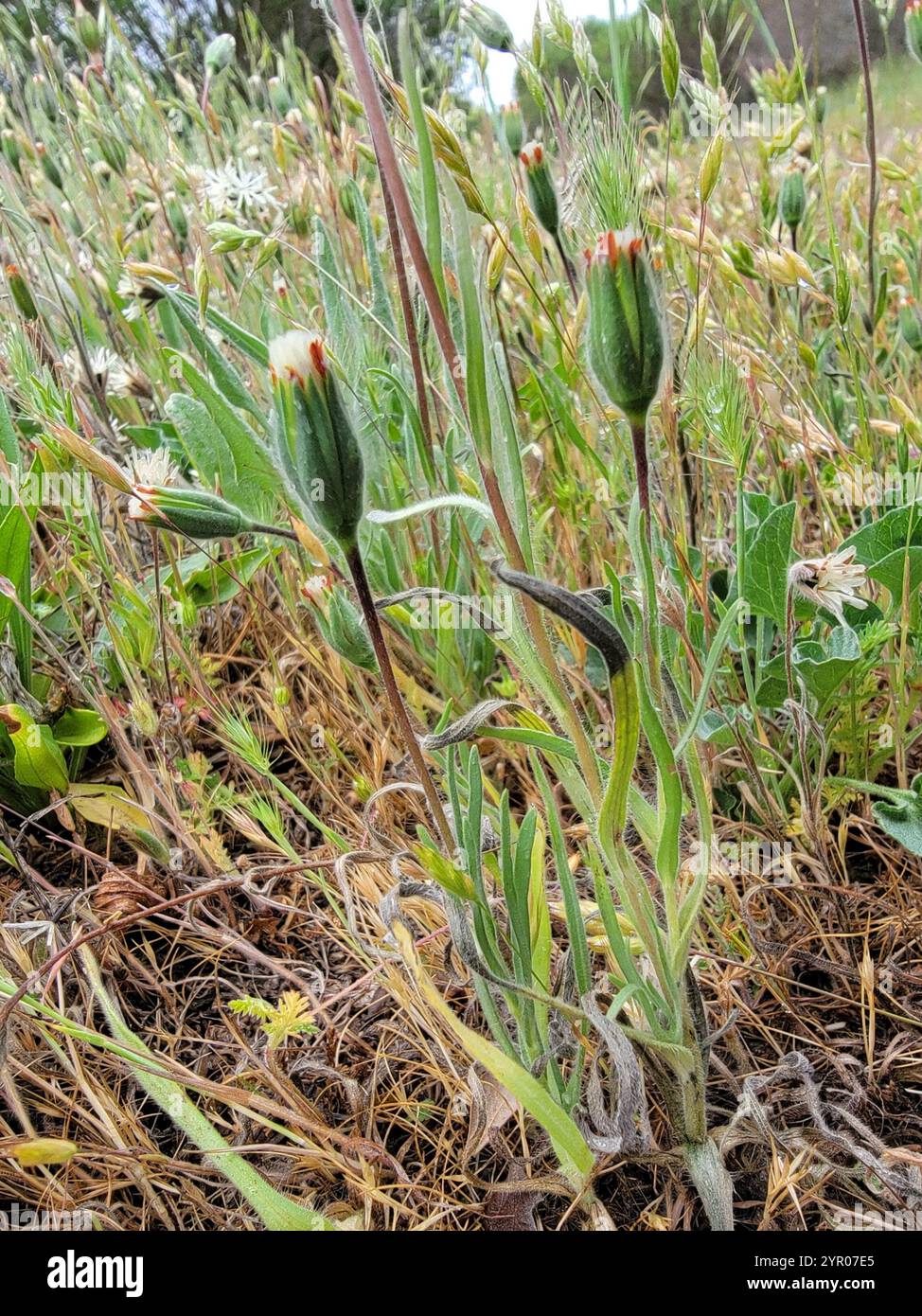 Blow Wives (Achyrachaena mollis Stock Photo - Alamy