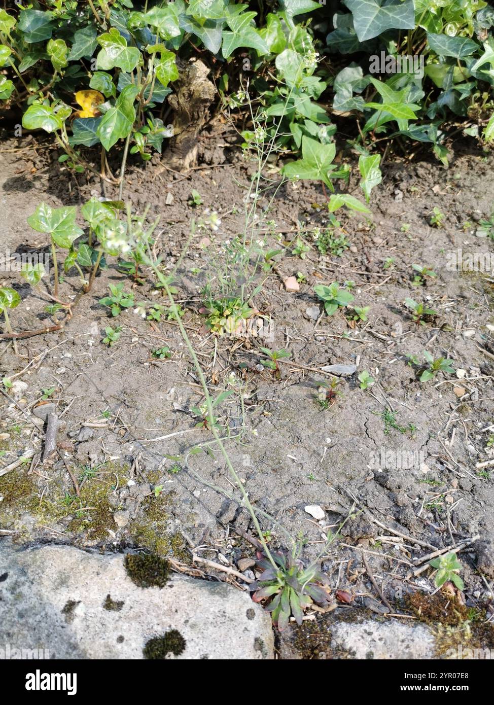 mouse-ear cress (Arabidopsis thaliana Stock Photo - Alamy