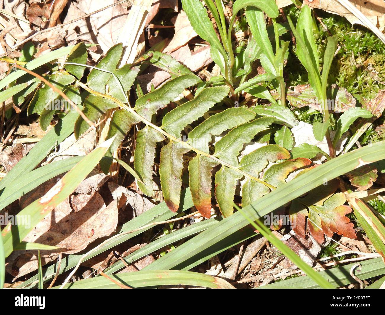 Christmas fern (Polystichum acrostichoides Stock Photo - Alamy
