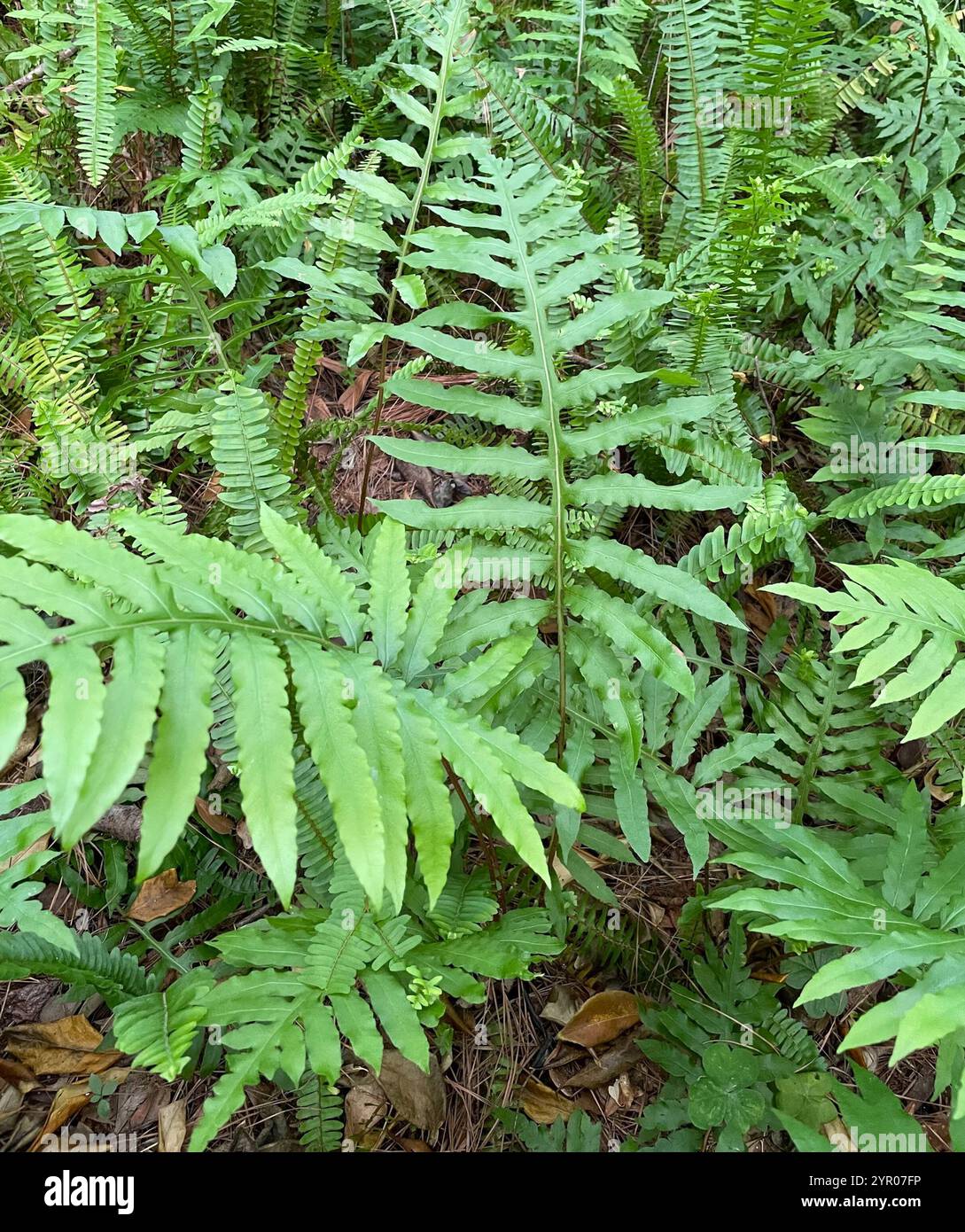 netted chain fern (Woodwardia areolata Stock Photo - Alamy