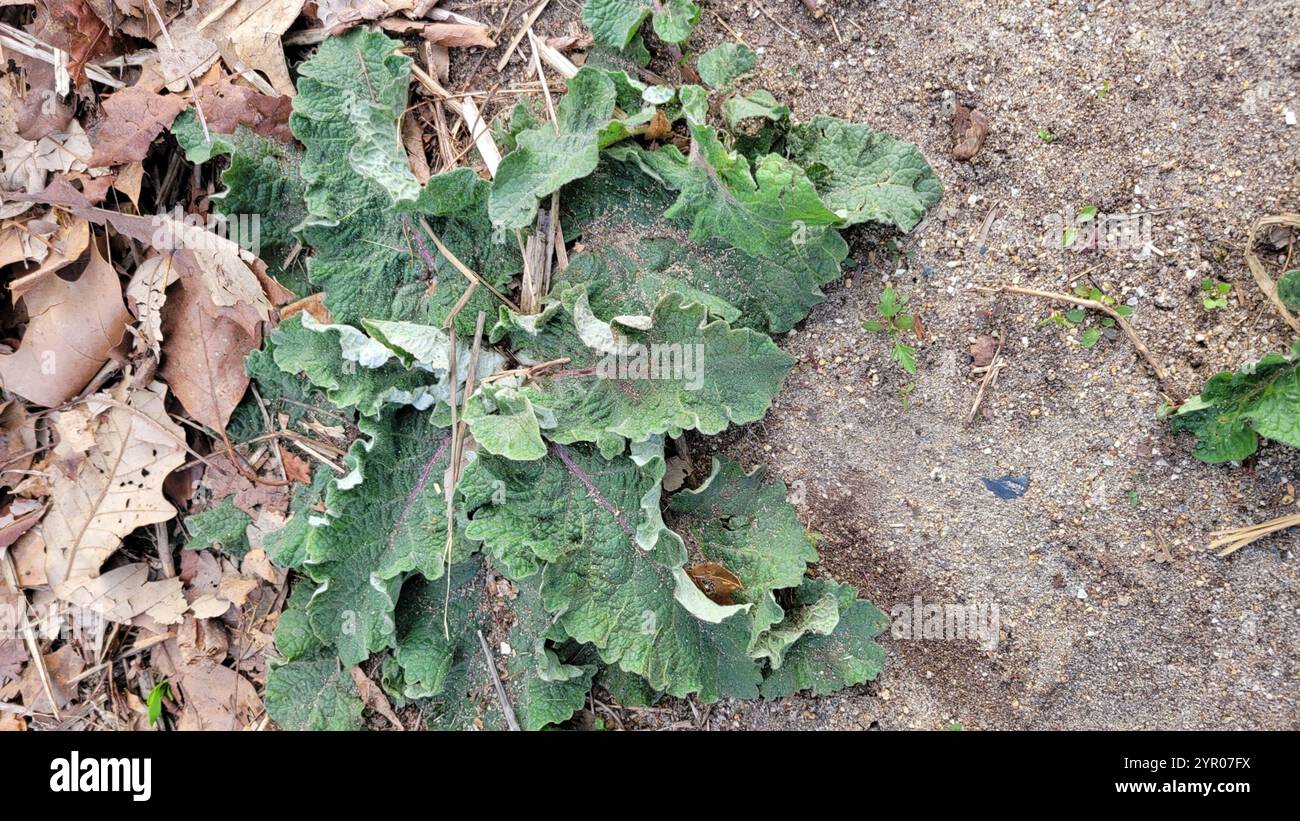 lesser burdock (Arctium minus Stock Photo - Alamy