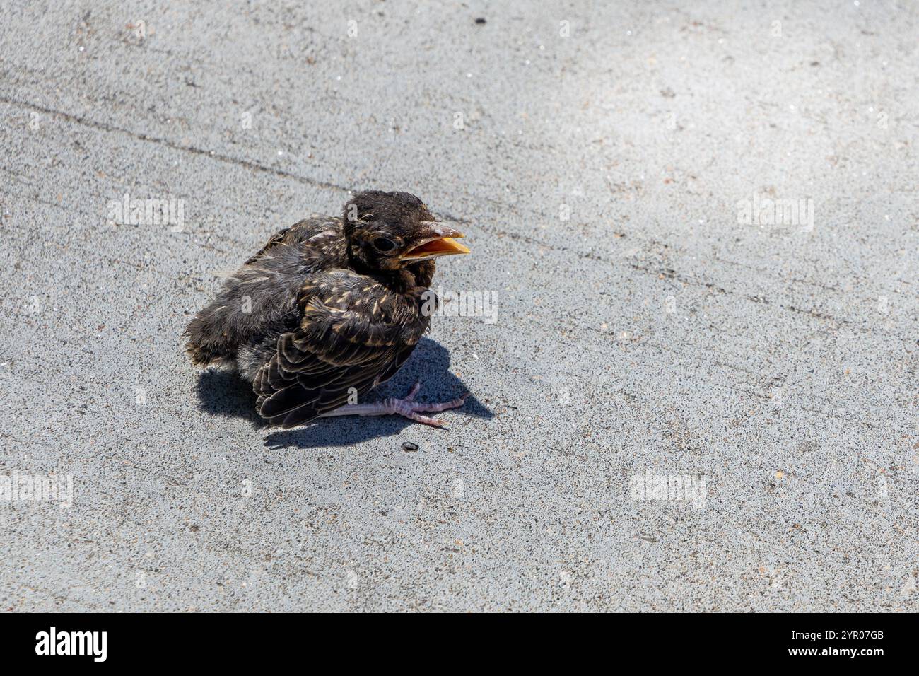 American Robin fledgling on a sidewalk Stock Photo - Alamy
