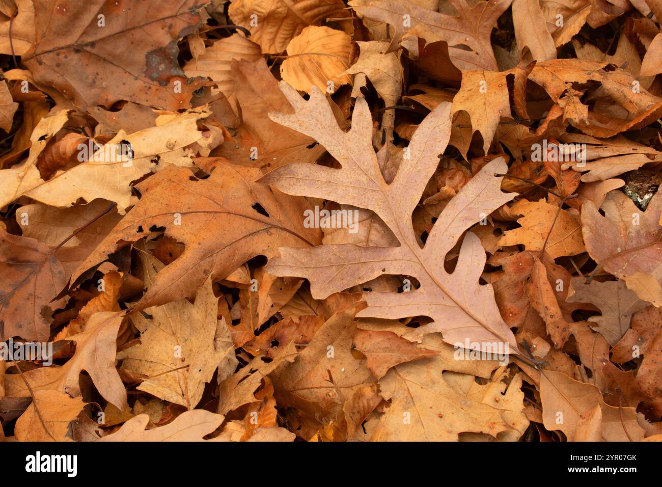 Oak leaf litter along Metacomet Trail, New England National Scenic ...
