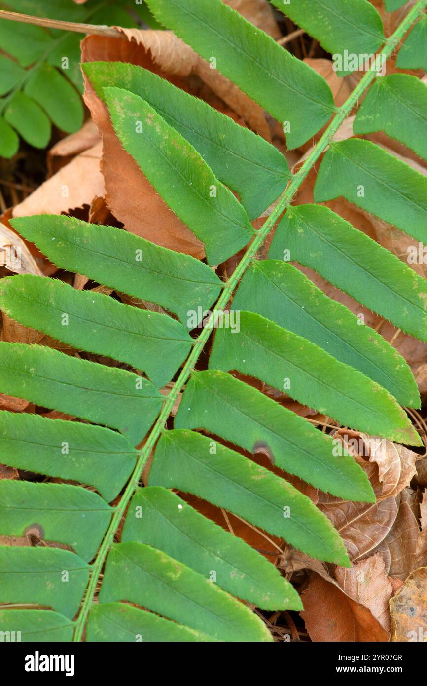 Christmas fern (Polystichum acrostichoides) along Metacomet Trail, New ...