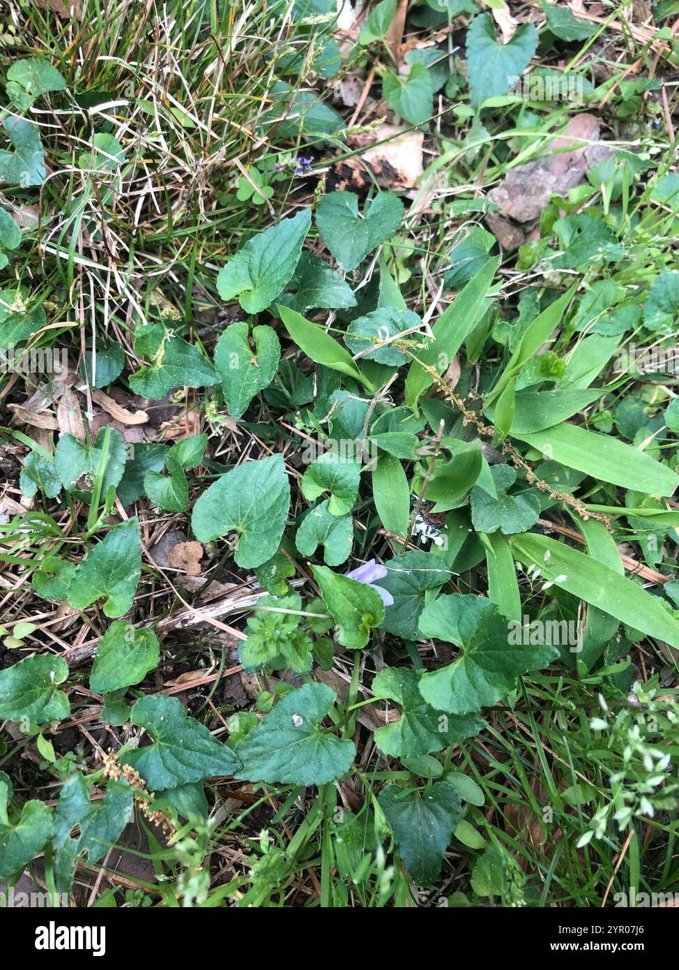 Le Conte's Violet (Viola affinis Stock Photo - Alamy