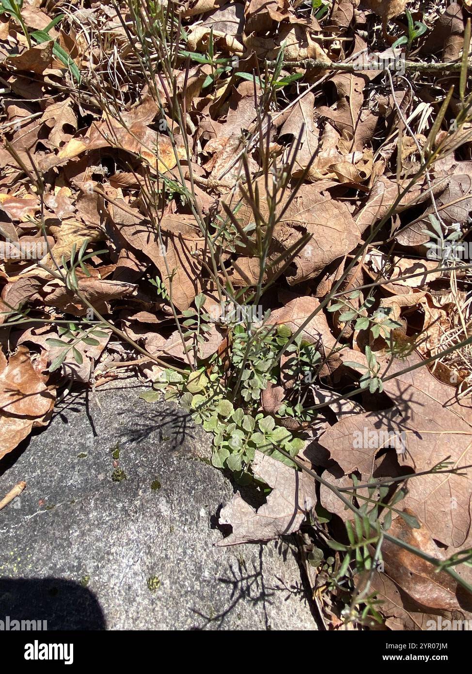 Sand Bittercress (Cardamine parviflora Stock Photo - Alamy