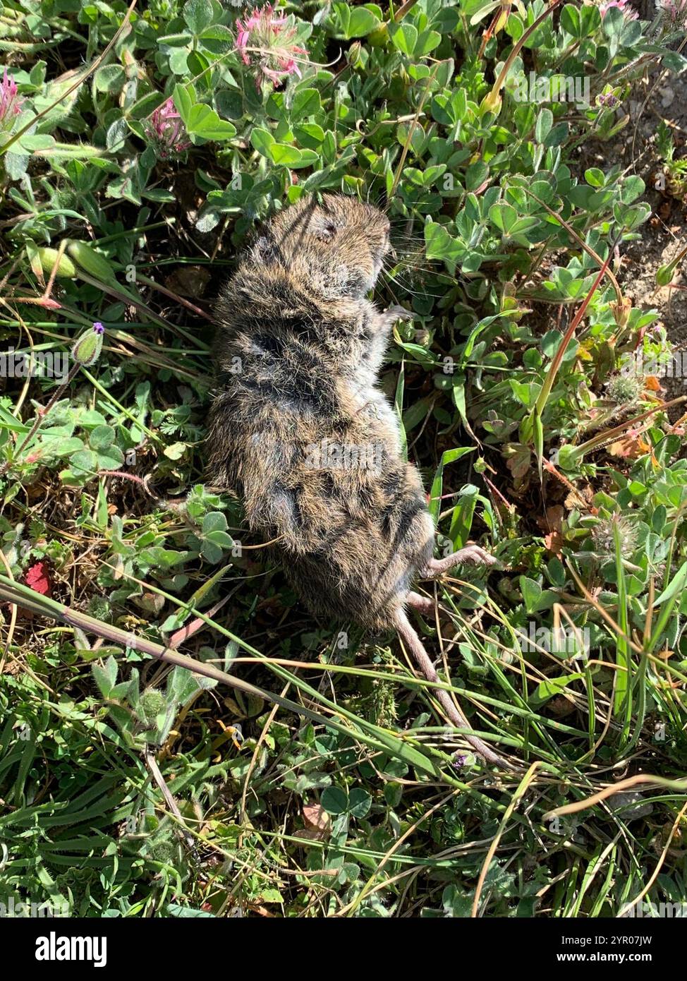California Vole (Microtus californicus Stock Photo - Alamy