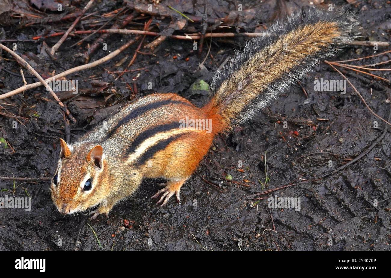 Eastern Chipmunk (Tamias striatus Stock Photo - Alamy